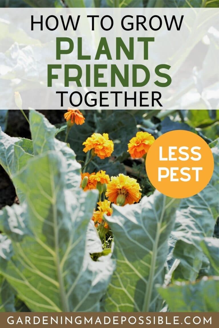 How to companion planting the right way Guide - Gardening Made Possible